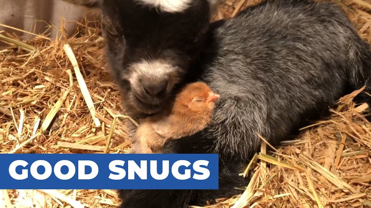 Baby Chicken Snuggles up to Newborn Goat - YouTube