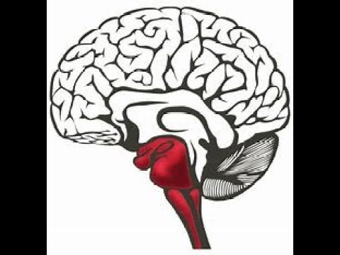 6. Overview of the Survival State - YouTube