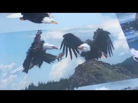 LIVE - The Hawk Eagle Festival in Sidney B.C