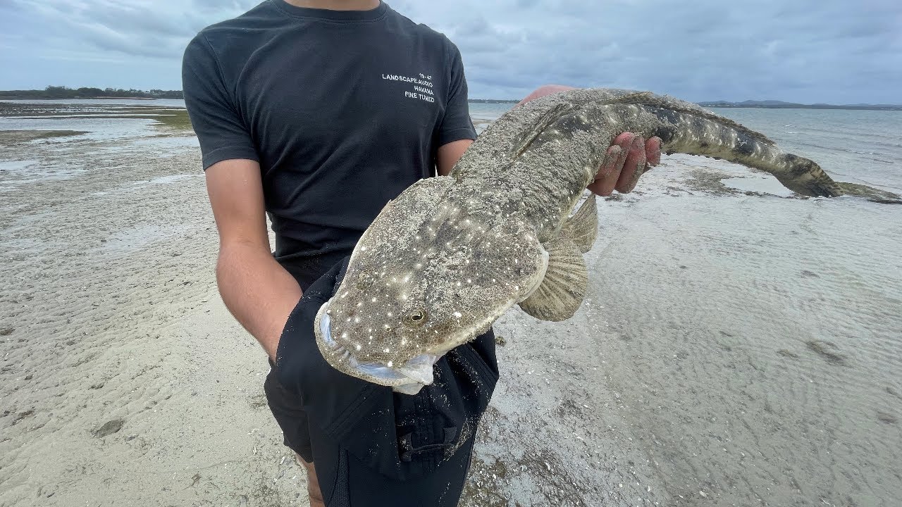 20/11/23 three 60cm+ flathead in two hours - YouTube