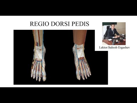 REGIO DORSI PEDIS( NERV, VENA VA ARTERIYALARI) - YouTube