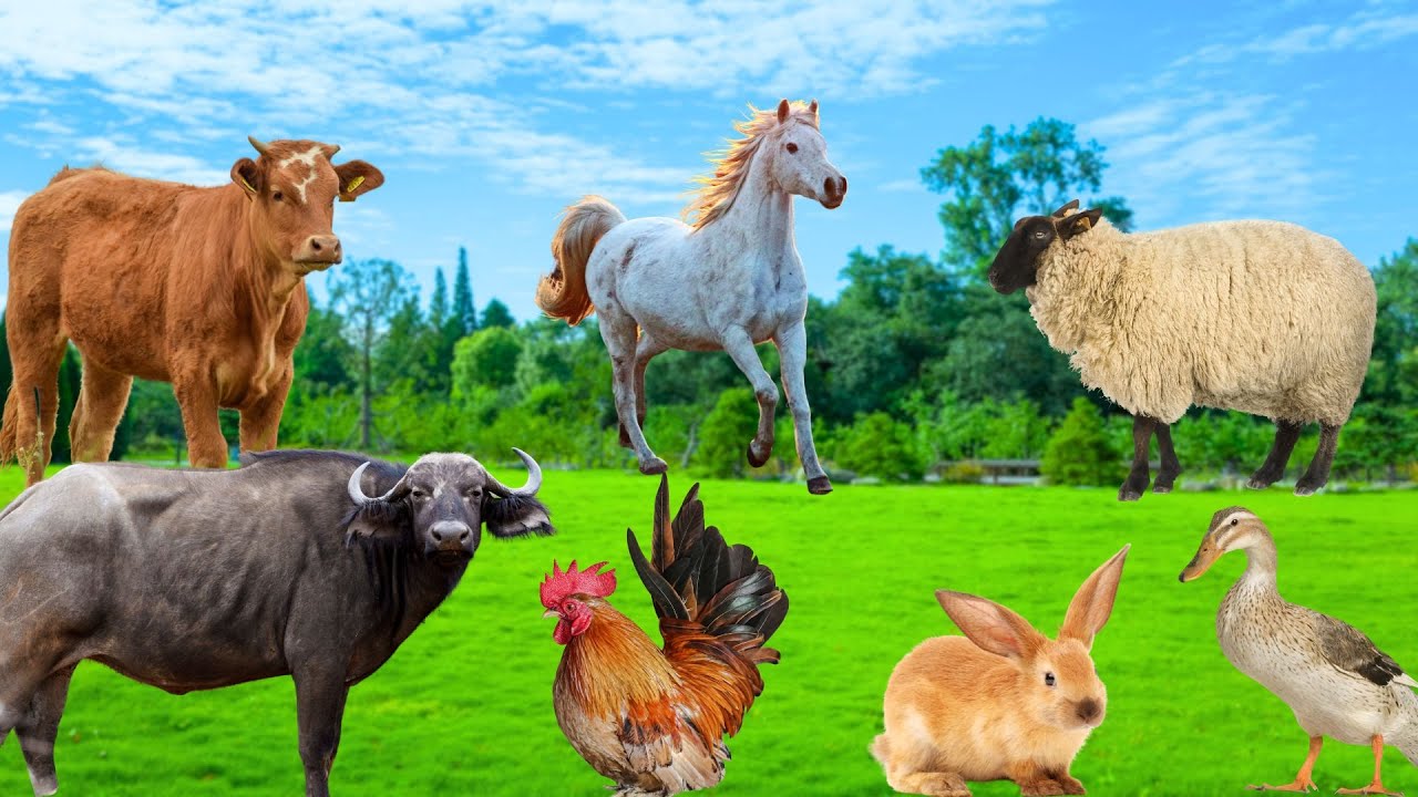 Farm Animals' Sleep - Sheep, Rabbits, Chickens, Cows, Buffaloes, Ducks ...