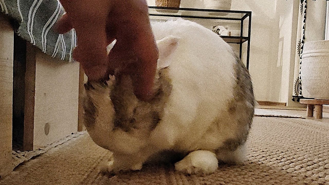 just random Bunny recording - YouTube