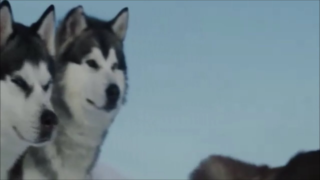 www Legion Ge ხასკი xaski husky avi - YouTube