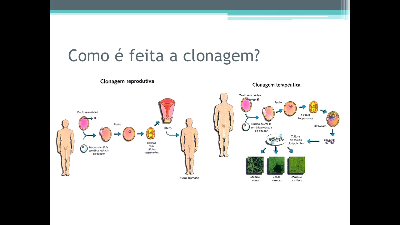 Clonagem Humana Vantagens E Desvantagens - FDPLEARN