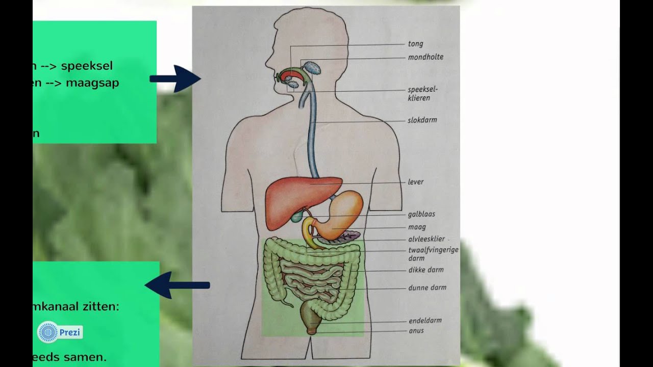 Bs 2: Het verteringsstelsel - YouTube