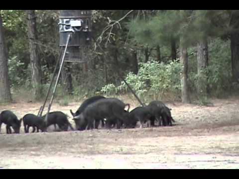 crazy hog hunt: 4 hogs, 2 shots - YouTube