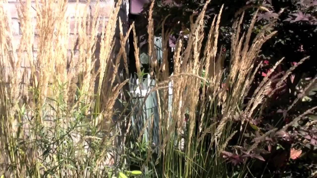 Wind Dancer Garden Virtual Tour - Karl Foerster - YouTube