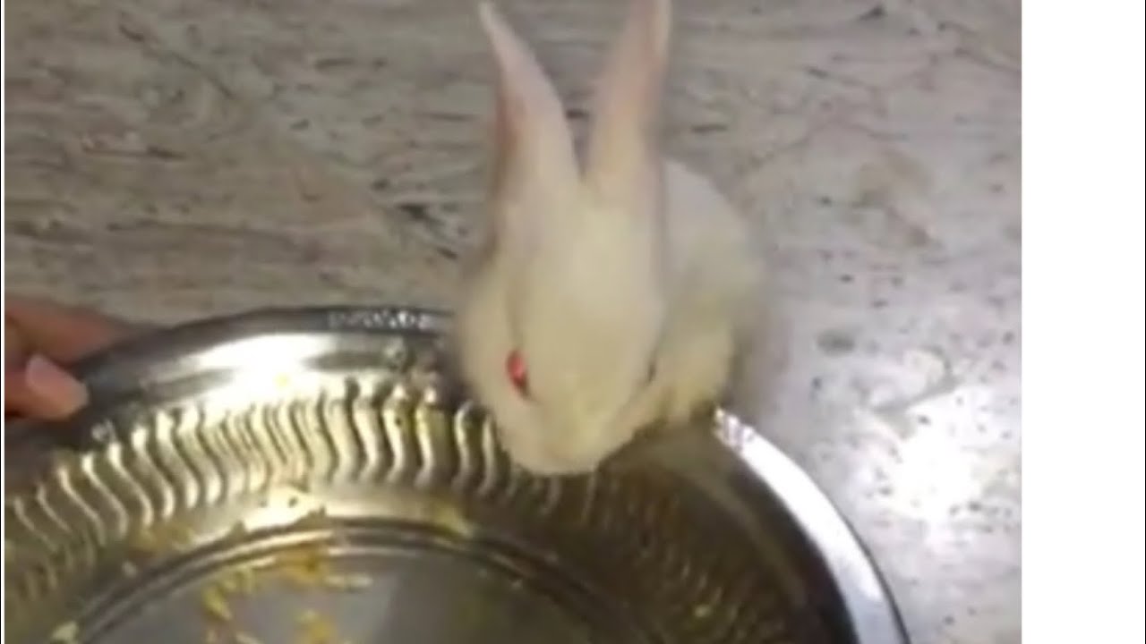 Rabbit eating fish curry😱have you ever seen it😳 - YouTube