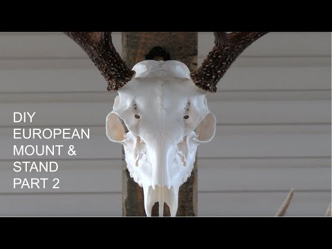 DIY European Mount and Stand Part 2 - YouTube