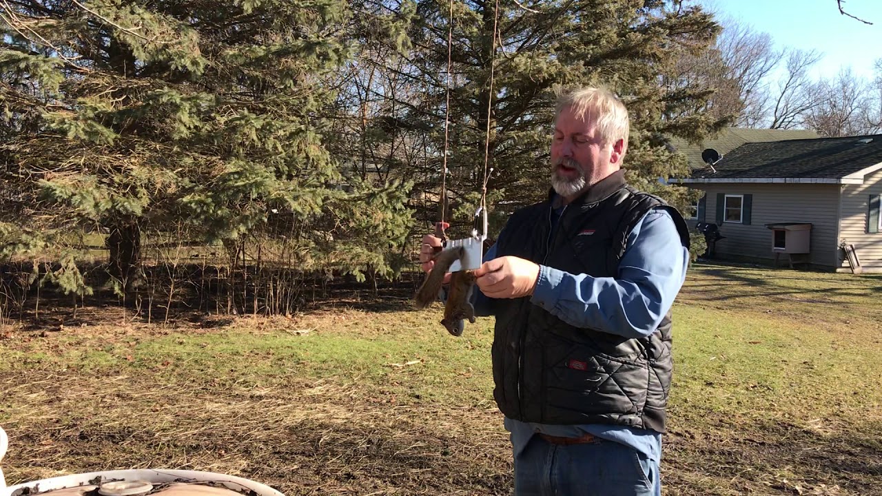 Squirrel skinning the easy way - YouTube