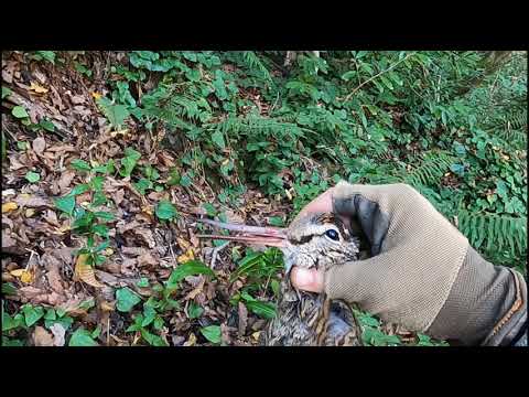 2021-2022 av sezonu Karadeniz bölgesi Ordu çulluk avı part 1 beccaccia вальдшнеп охота hunting