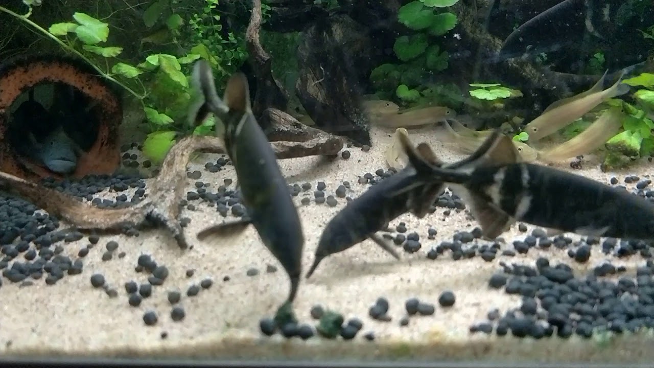 Elephant nose fish feeding - YouTube