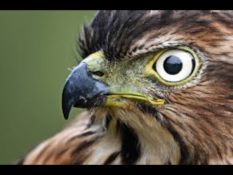 Cultura de Catar; el halcón es el animal más importante para los árabes ...