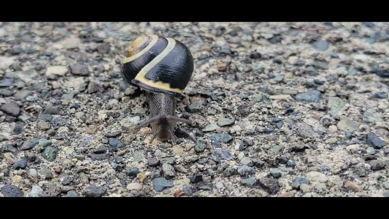 First snail I've ever seen irl part 2 - YouTube