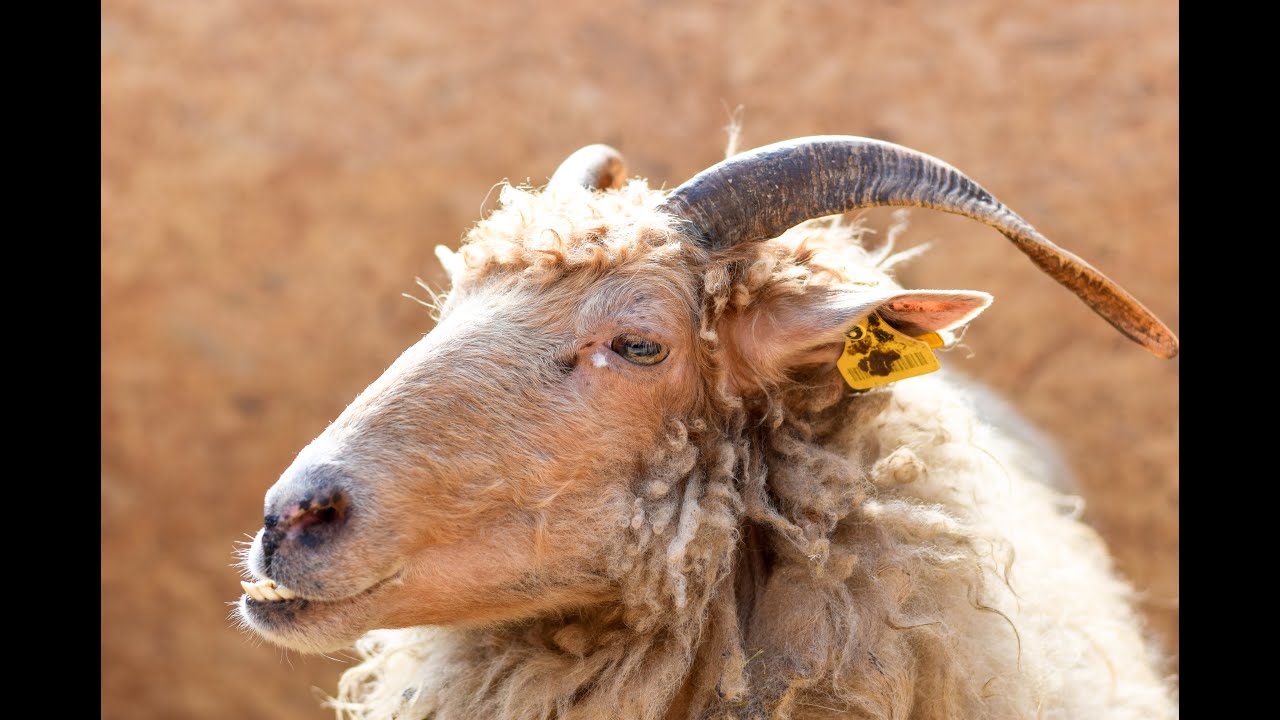 Mecker mecker Deutsch - (Video-Gedicht von Ulrich P. Hinz) - YouTube