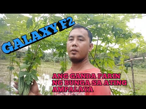 GALAXY F2 ANG GANDA PARIN NG BUNGA(nag spray din tayo Ng organic canaan ...