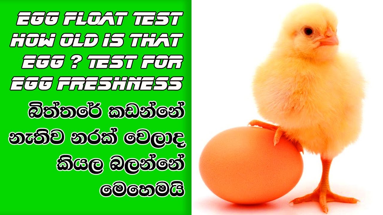Egg Float Test How Old is That Egg ? Test for Egg Freshness - YouTube