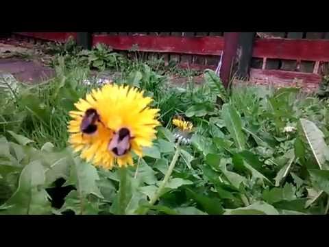 Bee Mythology - YouTube