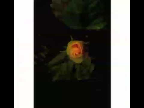 8 mart tebrik bayramınız mübarek olsun