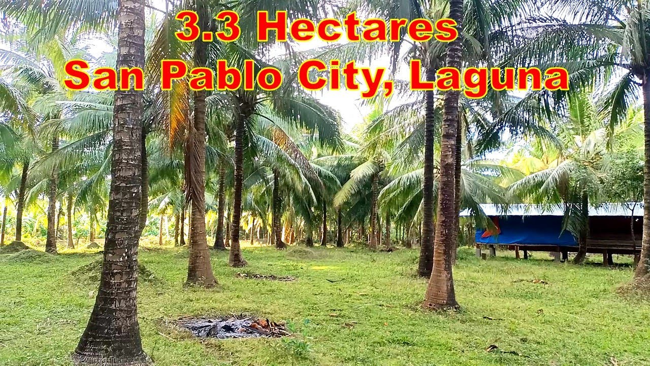 SOLD ! ! ! FARM LOT FOR SALE (PROPERTY #122) 3.3 HECTARES, SAN PABLO ...