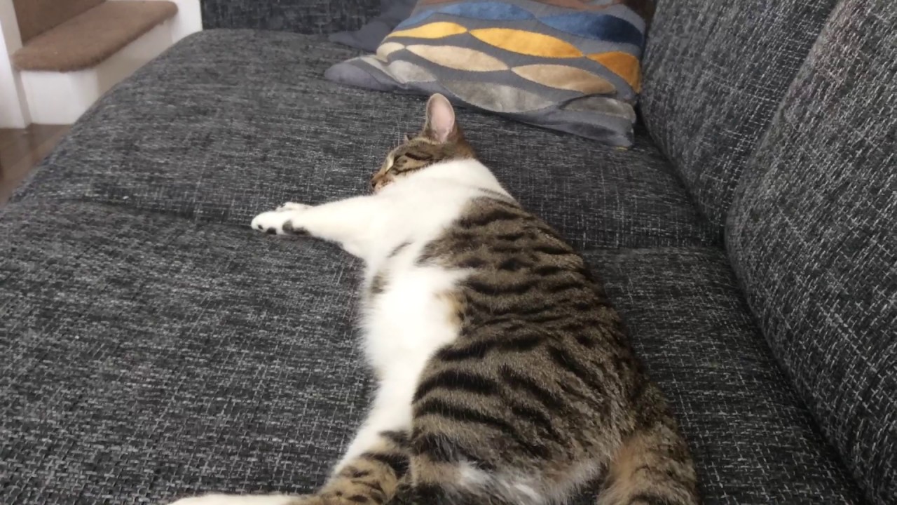 Savage cat - YouTube