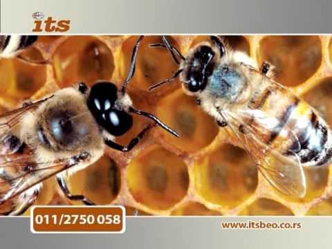 Maticni mlec 1min.mpg - YouTube