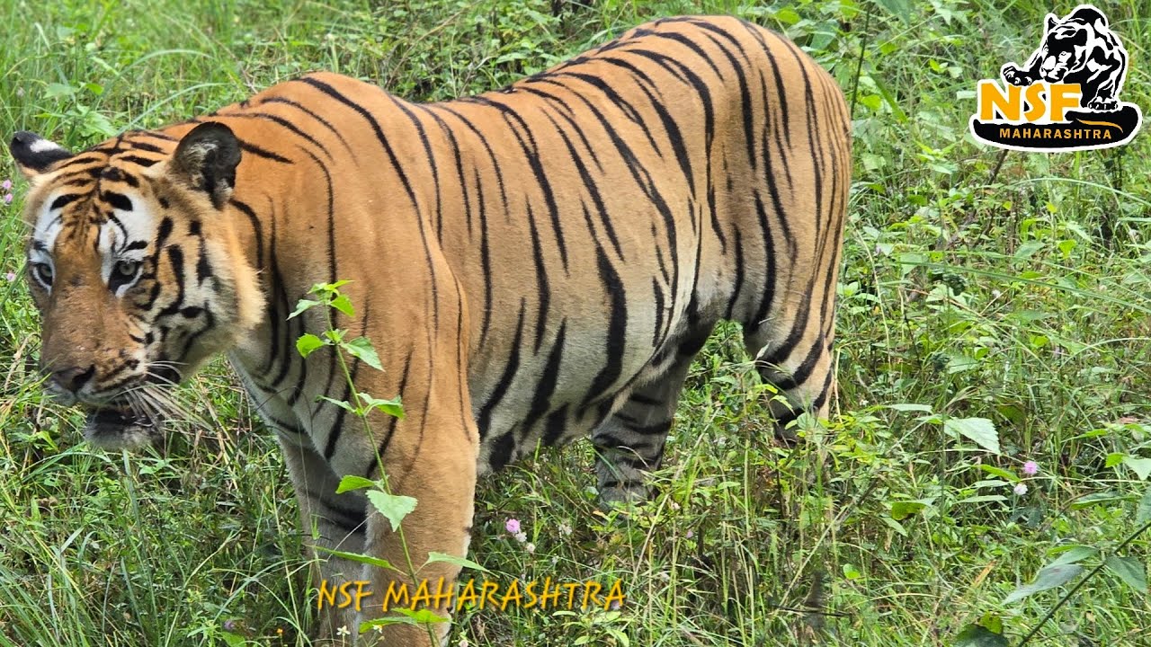 Meet the tiger BHEEMA from woods of south India - YouTube