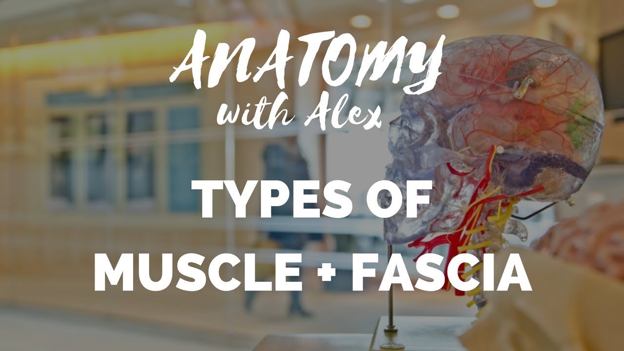 The Different Types of Muscle and Fascia that Hold Your Body Together ...