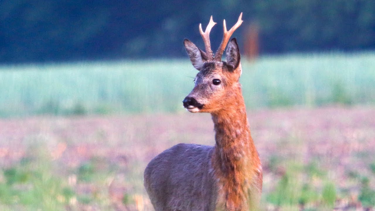 Rehe fotografieren – Ganz nah auf Pirsch - YouTube