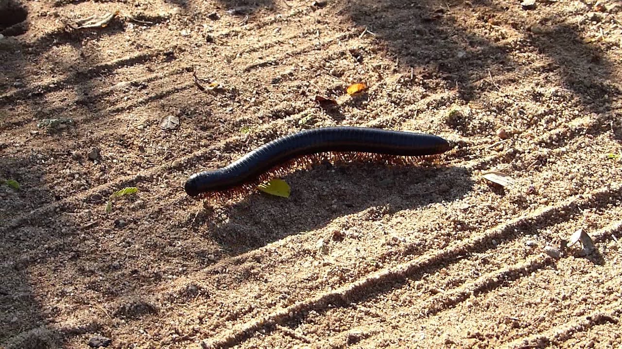 Centipede at Blyde River Wilderness Lodge - YouTube