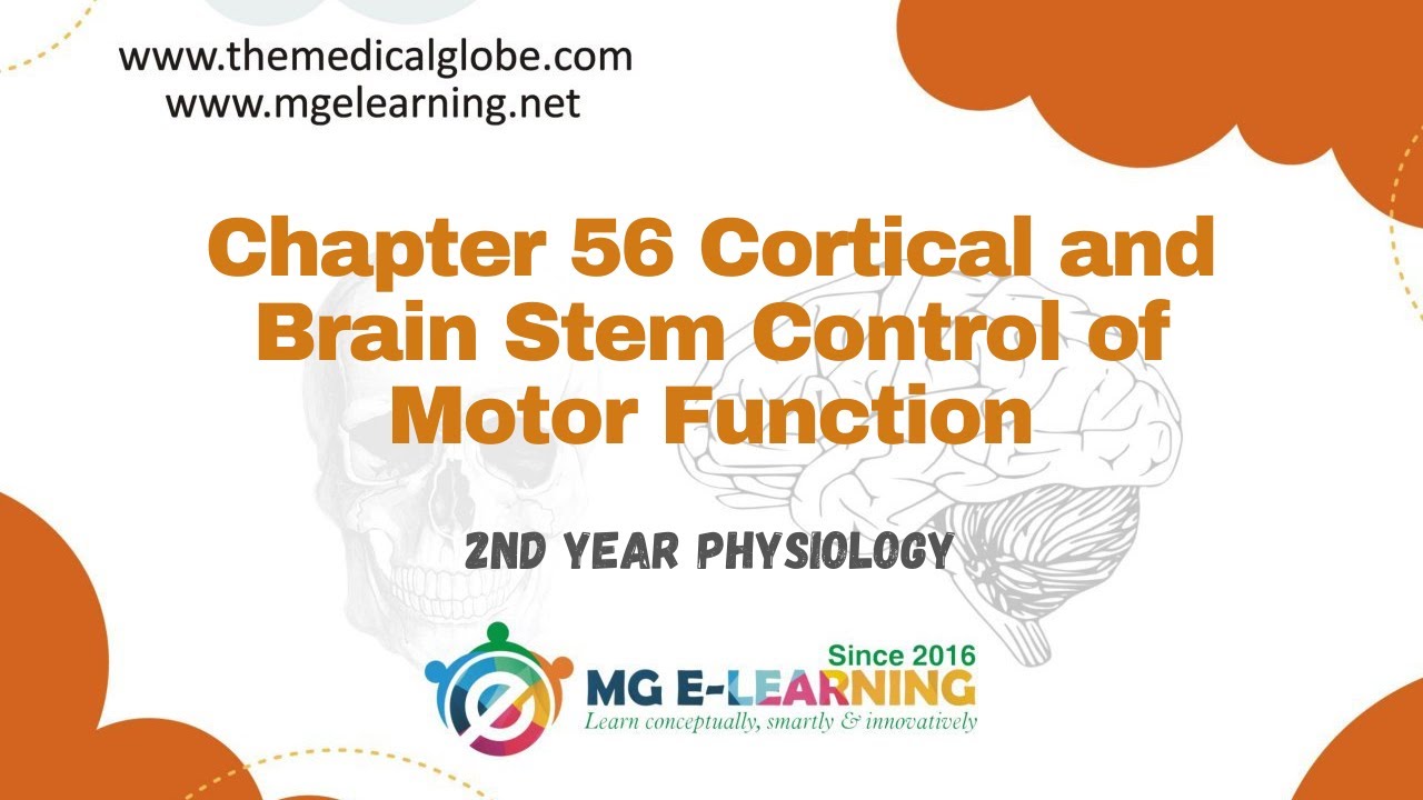 Cortical and Brain Stem Control of Motor Function |Chapter 56 |Motor ...