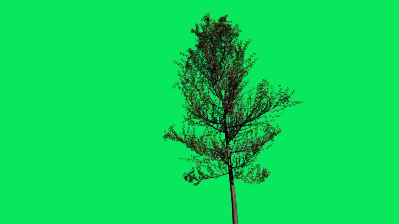 Tree moving with wind in green screen. By :-Green Screen Studio. - YouTube