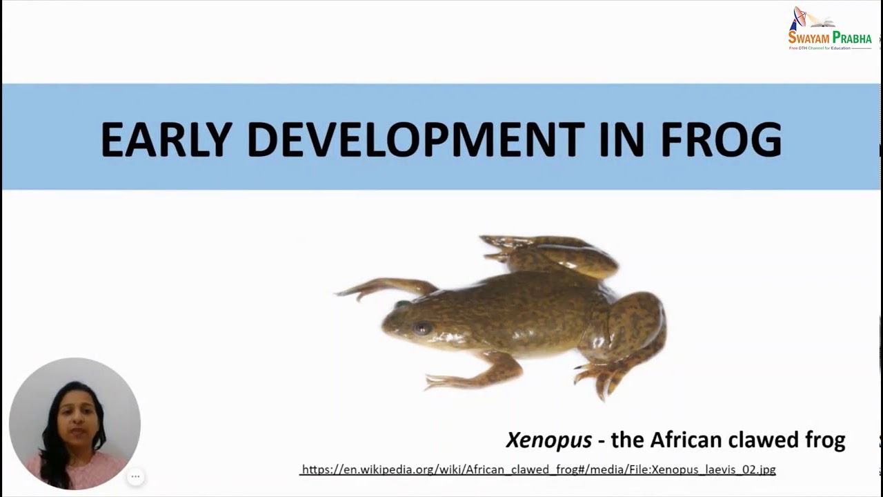 Early development in frog - YouTube
