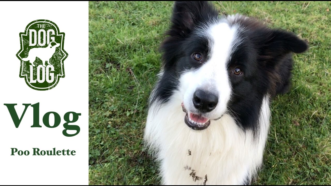 The Dog Log Vlog : Poo Roulette - YouTube