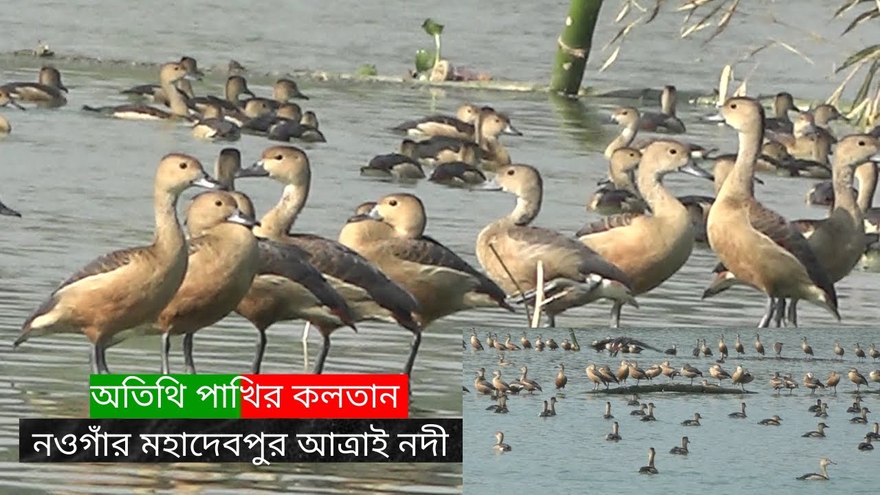 শীতের শুরুতে হাজার হাজার অতিথি পাখির কলতান নওগাঁর মহাদেবপুর আত্রাই ...