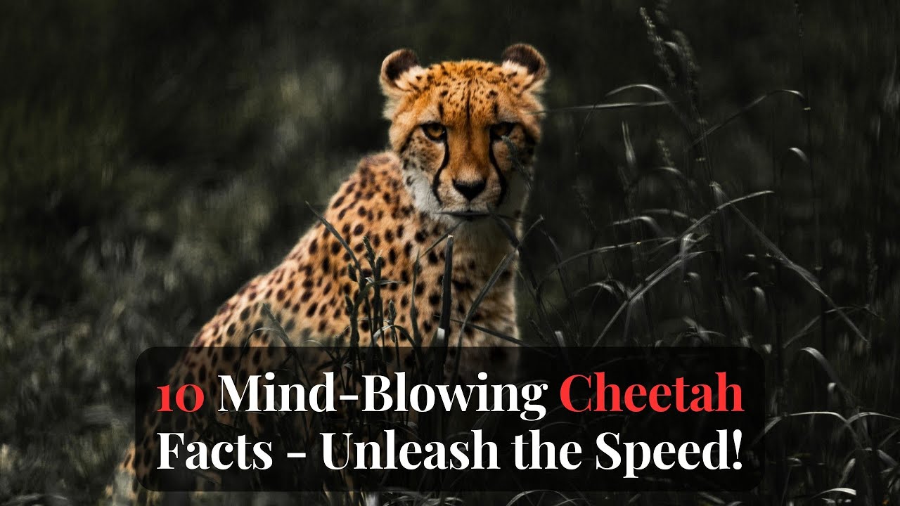 10 Mind-Blowing Cheetah Facts - Unleash the Speed!" - YouTube
