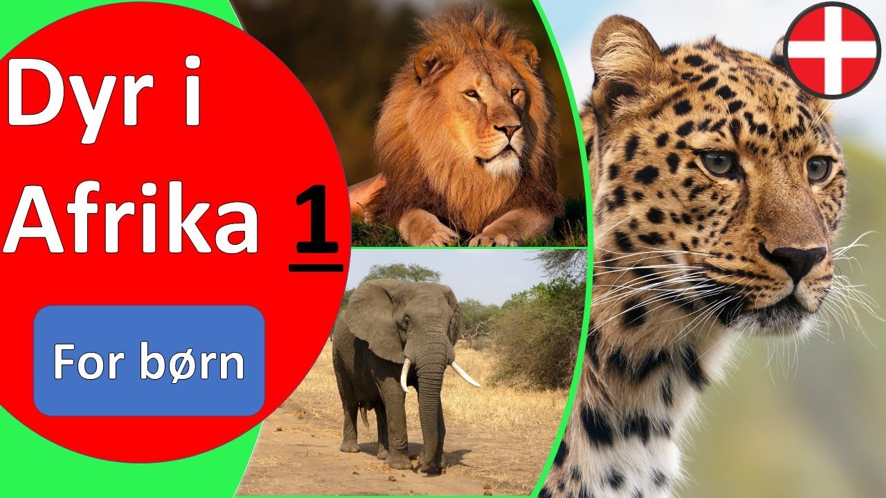 Dyrene i Afrika for børn | Afrikanske dyr | Del 1 - YouTube