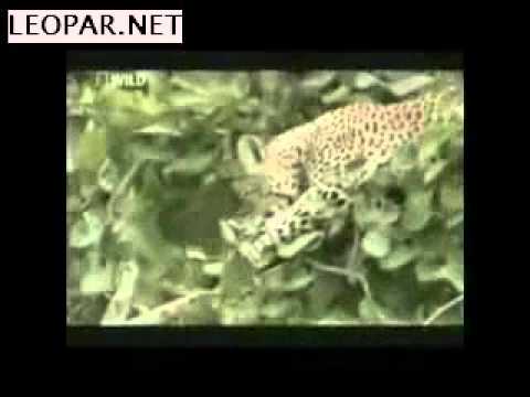leoparın gözleri part3 www.leopar.net