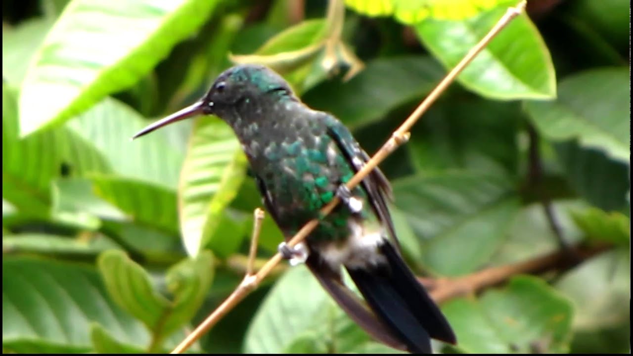 ENDEMIC-Indigo capped Hummingbird- Amazilia cyanifrons- awesome ...