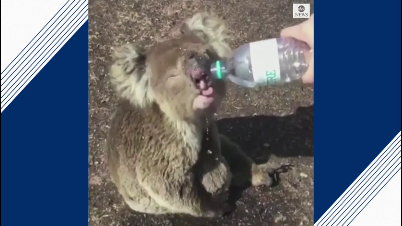 Koala sips water from emergency workers | ABC News - YouTube