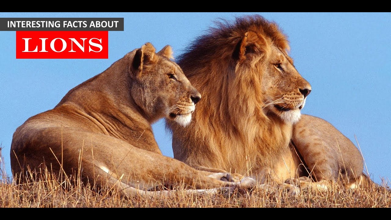Interesting Facts About Lions | Life Science Habitat of a Lion ...