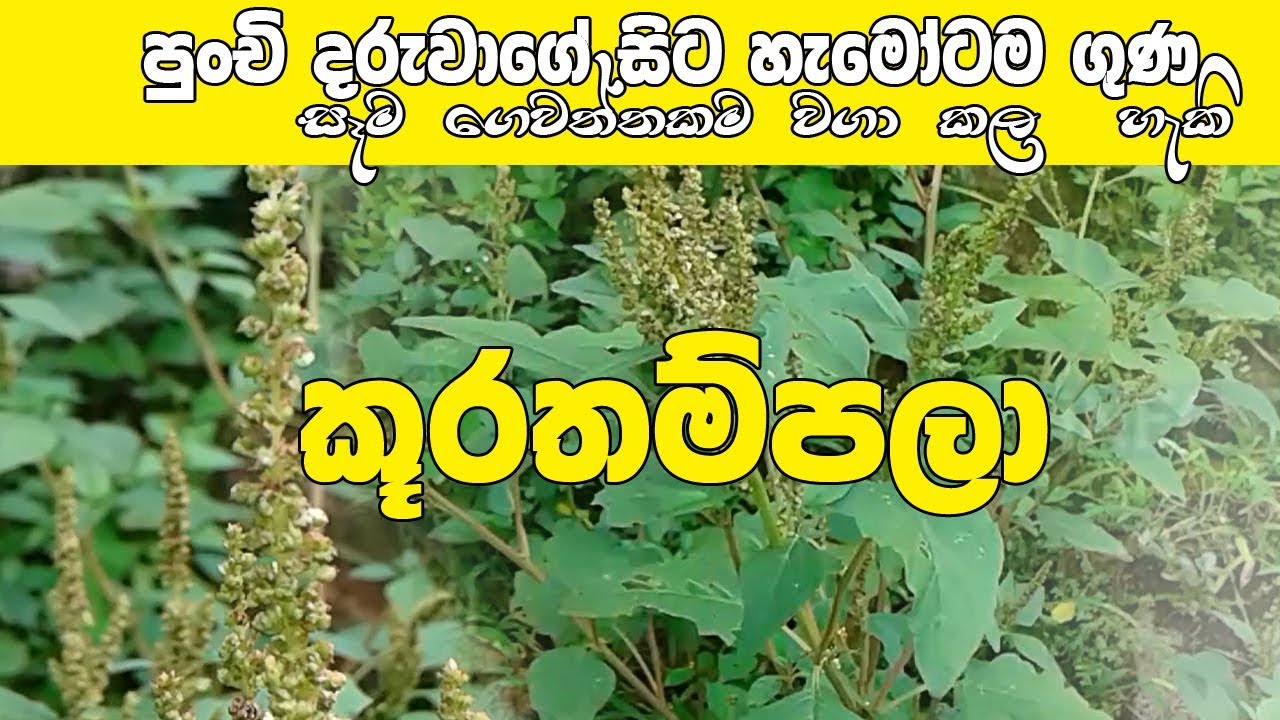 Kura thampala | කූර තම්පලා | amaranth greens | ayurvedic plants of sri ...
