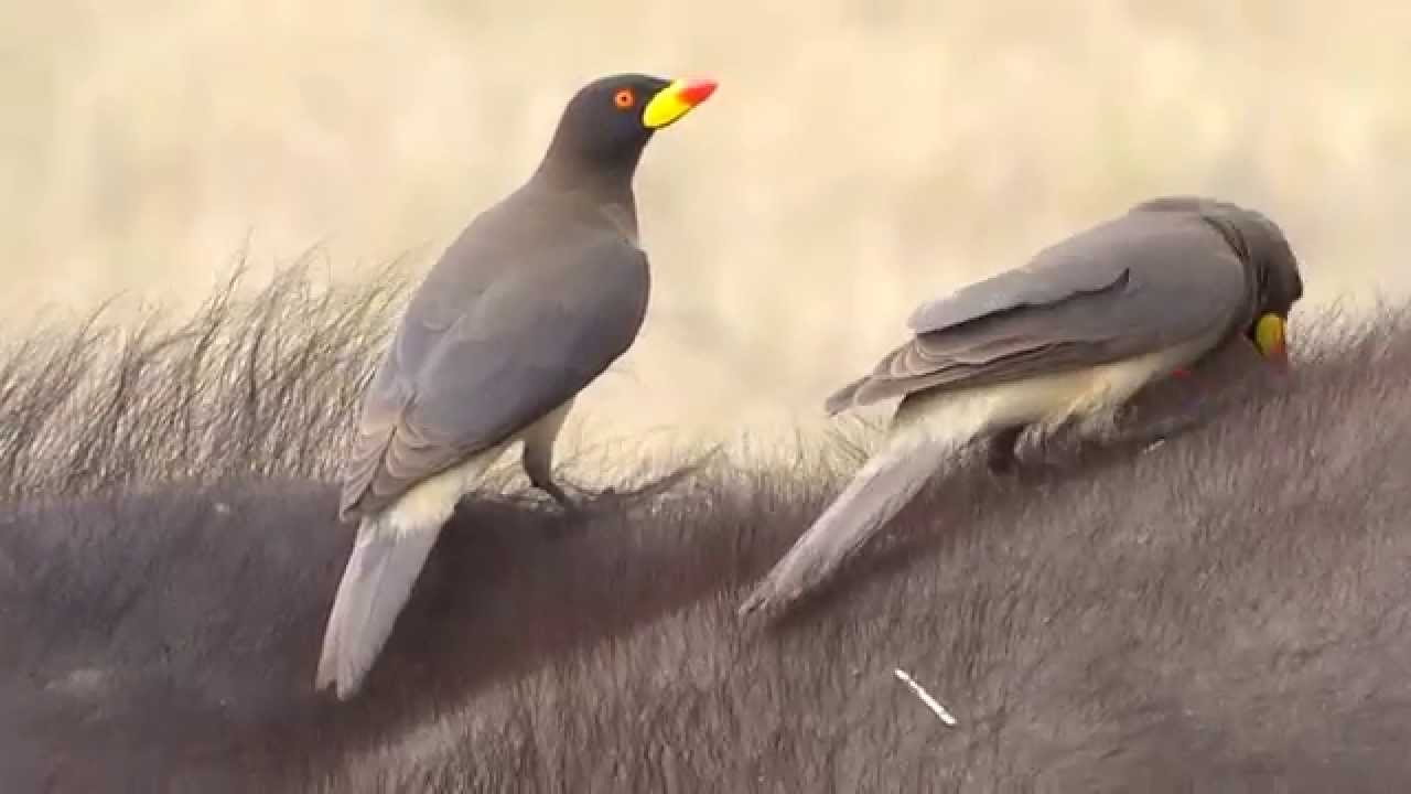 Yellow billed oxpecker - Alchetron, The Free Social Encyclopedia