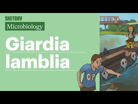 Giardia lamblia Lesson: Transmission & Treatment (Full Lesson) | Sketchy Medical | USMLE Step 1