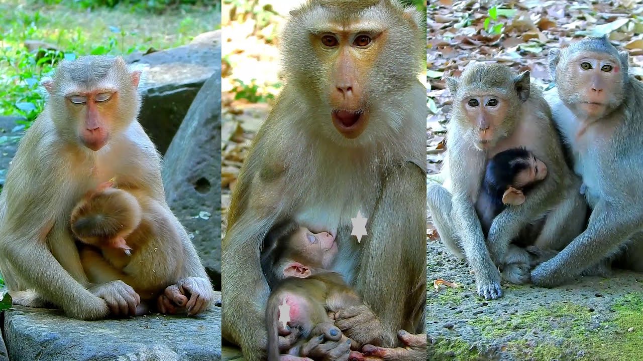 Best time for newborn Lily monkey when Libby mum pays attention for ...