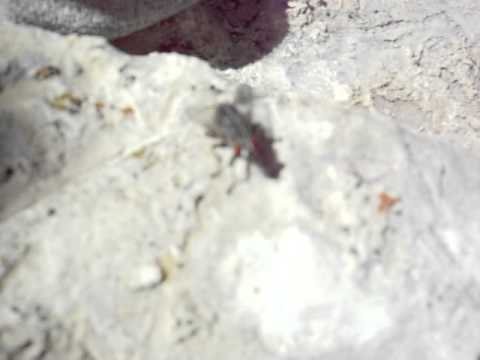 Scheming Fly - YouTube