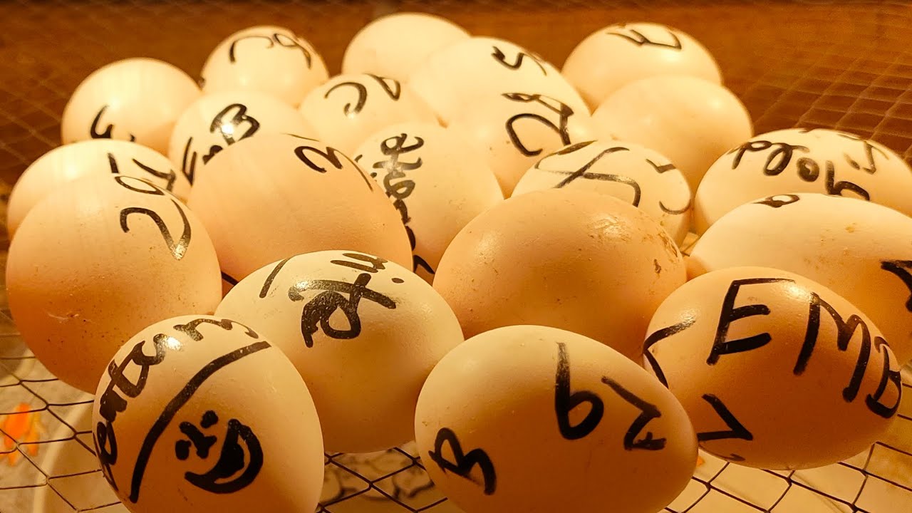 Ayam Cemani Eggs Hatching in Incubator at Home - YouTube