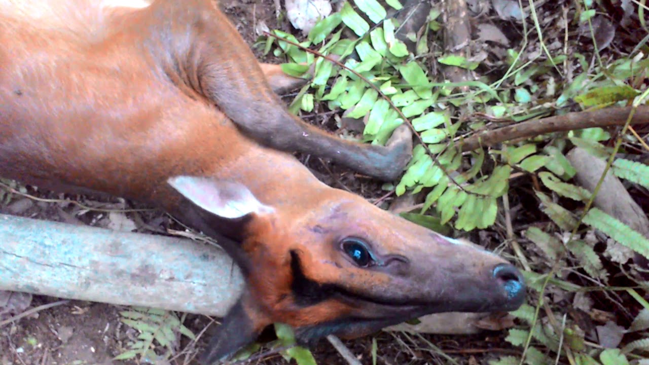 Rusa di buru dengan tangan kosong - YouTube
