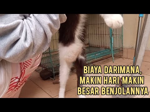 TIDAK ADA BIAYA MAU BAGAIMANA PERUT KUCING INI MAKIN MEMBESAR - YouTube